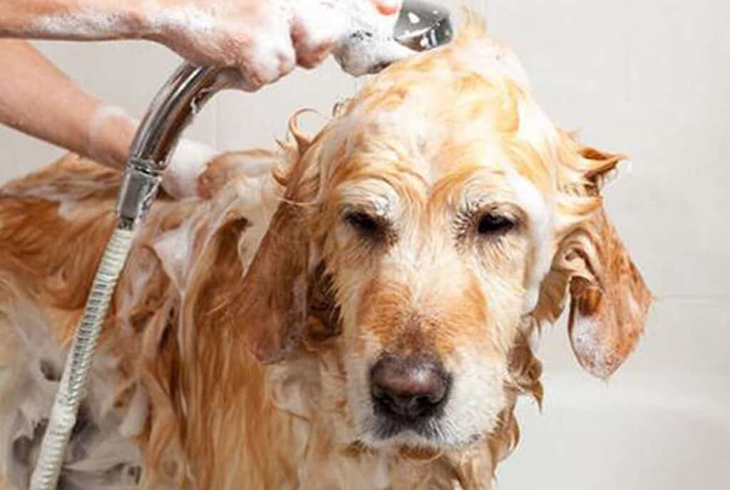Mejores Marcas de Shampoo para Perros (RANKING 2026)